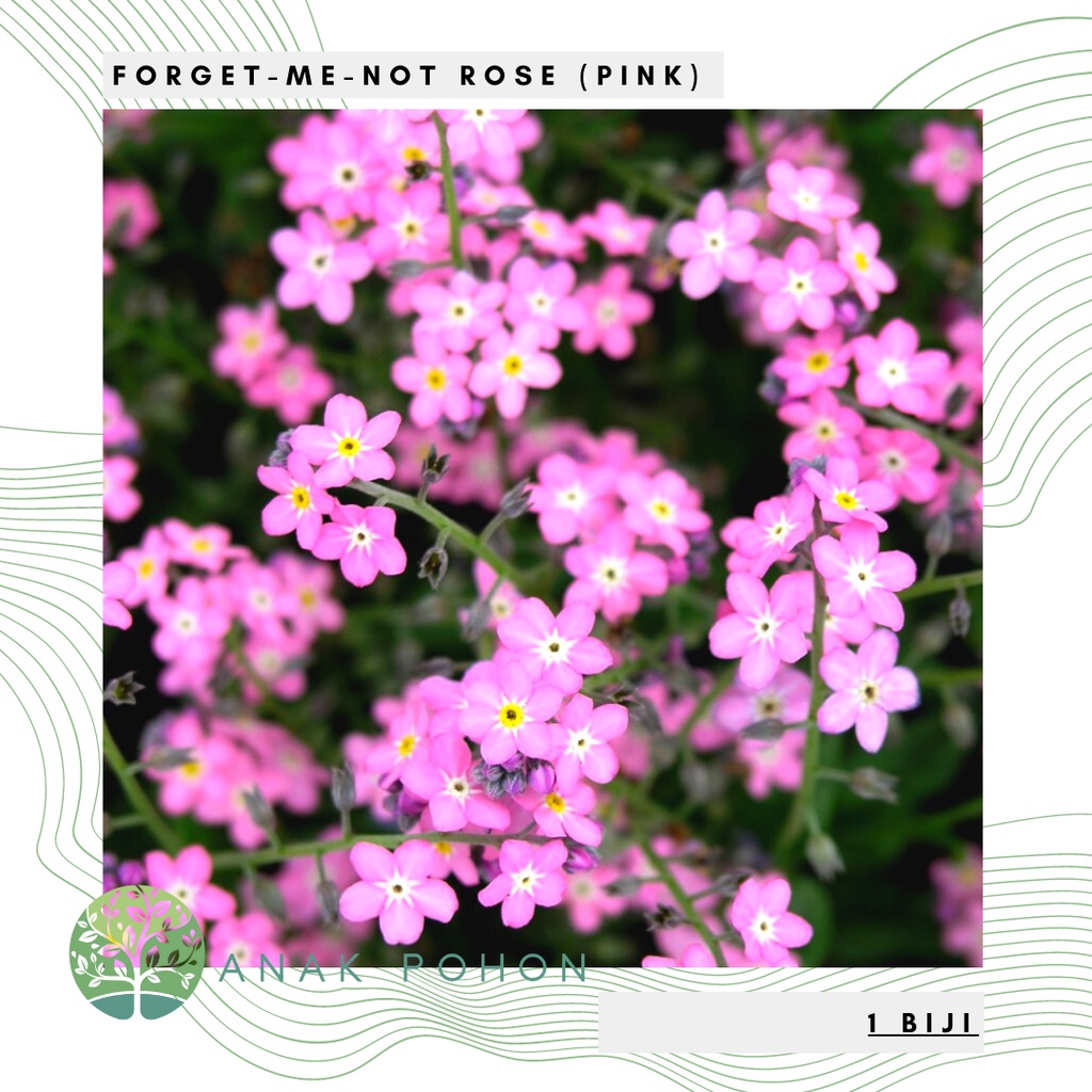 Jual Benih Bibit Biji - Bunga Rose Forget Me Not Myosotis Alpestris ...