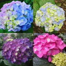 Jual Tanaman Bunga Pancawarna (Hydrangea macrophylla) Cutting Berakar ...