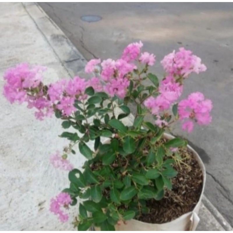 Jual Pohon Sakura Bunga Pink Tanaman Hias Pohon Bunga Sakura Pink ...
