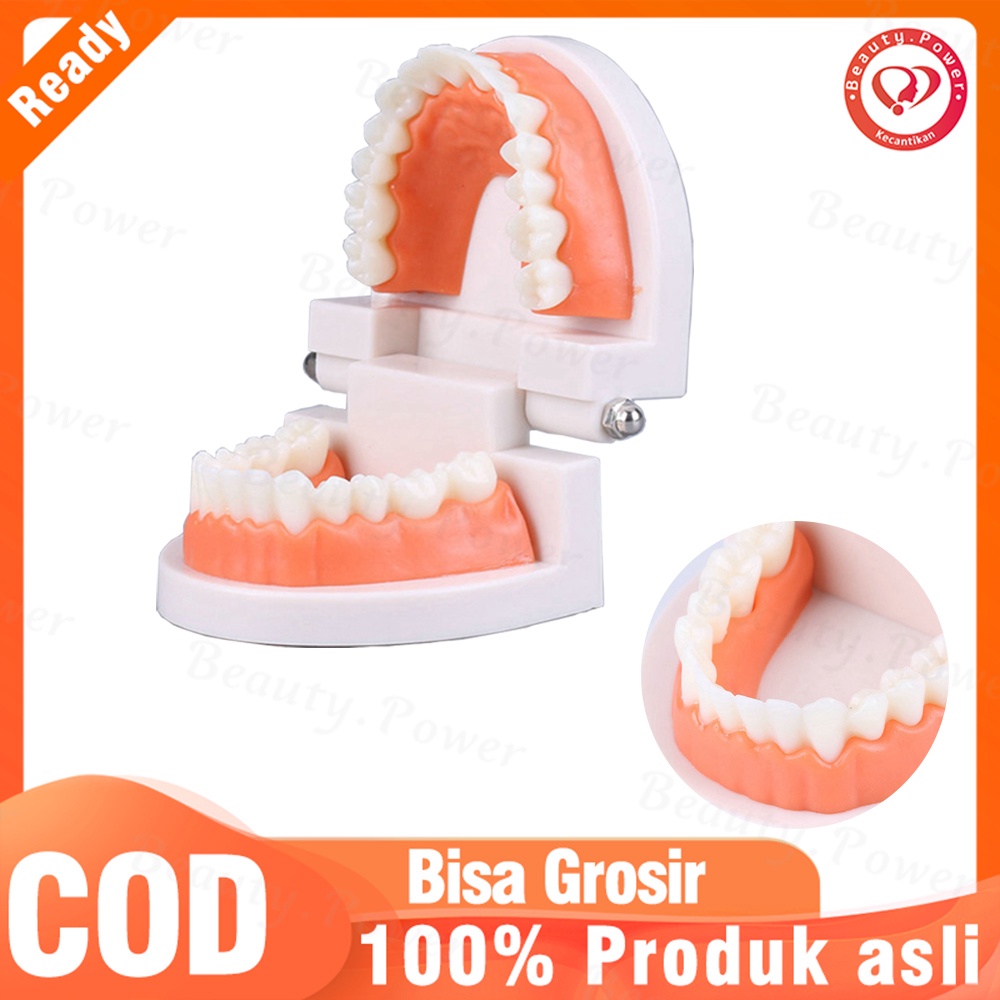 Jual Model study edukasi dokter gigi / phantom studi rahang gigi ...