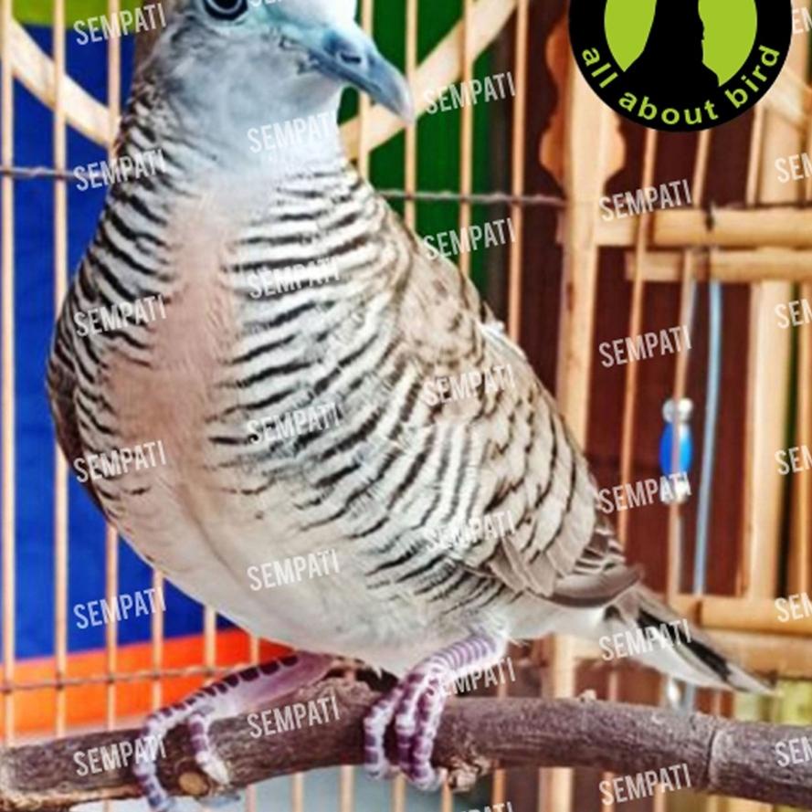 Jual ♥ MILET CAMPUR 1 KG BIJI MILLET ORGANIC PAKAN BURUNG LOVEBIRD ...