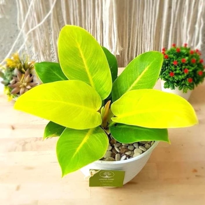 Jual Philodendron lemon | tanaman hias Philo lemon | tanaman indoor outdoor | Shopee Indonesia
