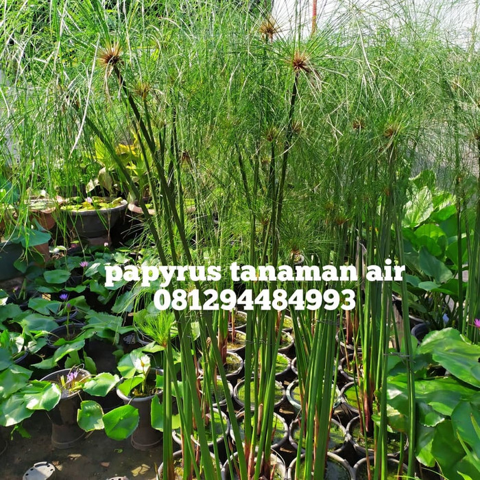 Jual Tanaman papyrus tanaman air | Shopee Indonesia