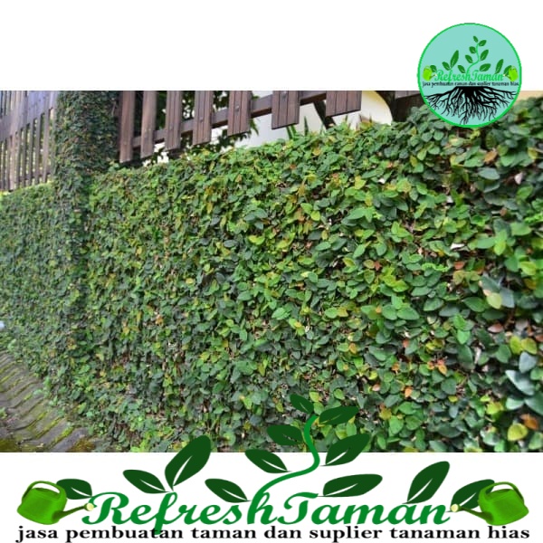 Jual 5 tanaman rambat hias tembok dolar daun kecil | Shopee Indonesia