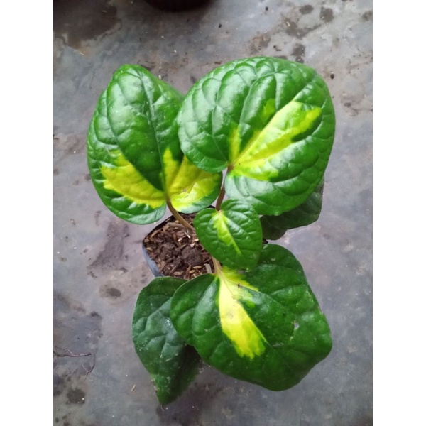 Jual Sirih Var Kuning - Sirih Ceplok Telur | Shopee Indonesia