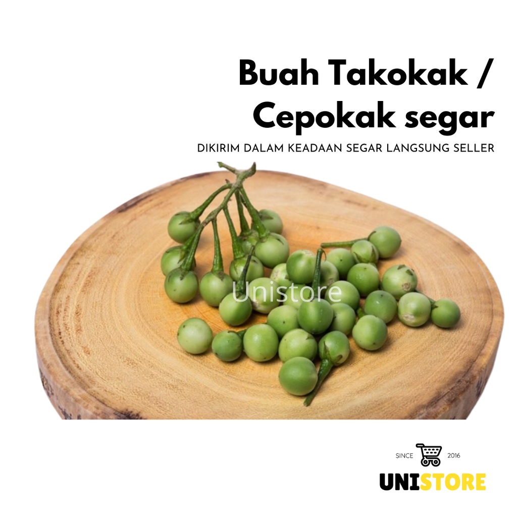 Jual Bibit Biji Benih Buah Takokak/Tekokak Segar (Solanum Torvum ...