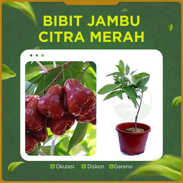 Jual Bibit Jambu Air Citra Merah Siap Tanam Dan Berbunga Hasil Stel ...