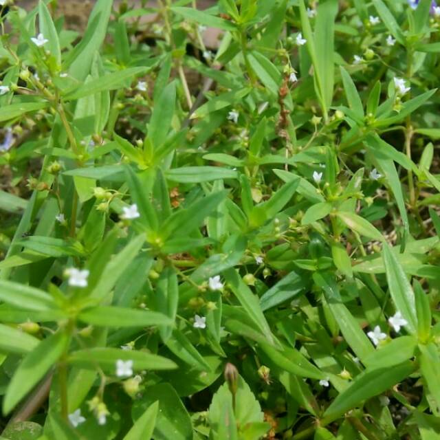Jual Victory Seed Daun Rumput Mutiara Herbal Segar (Isi 500 Daun ...