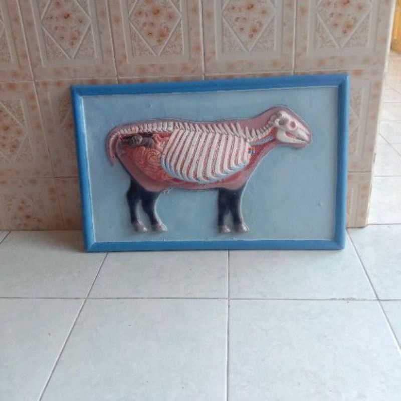Jual Penampang Sapi alat peraga pendidikan ukuran 63x40cm | Shopee ...