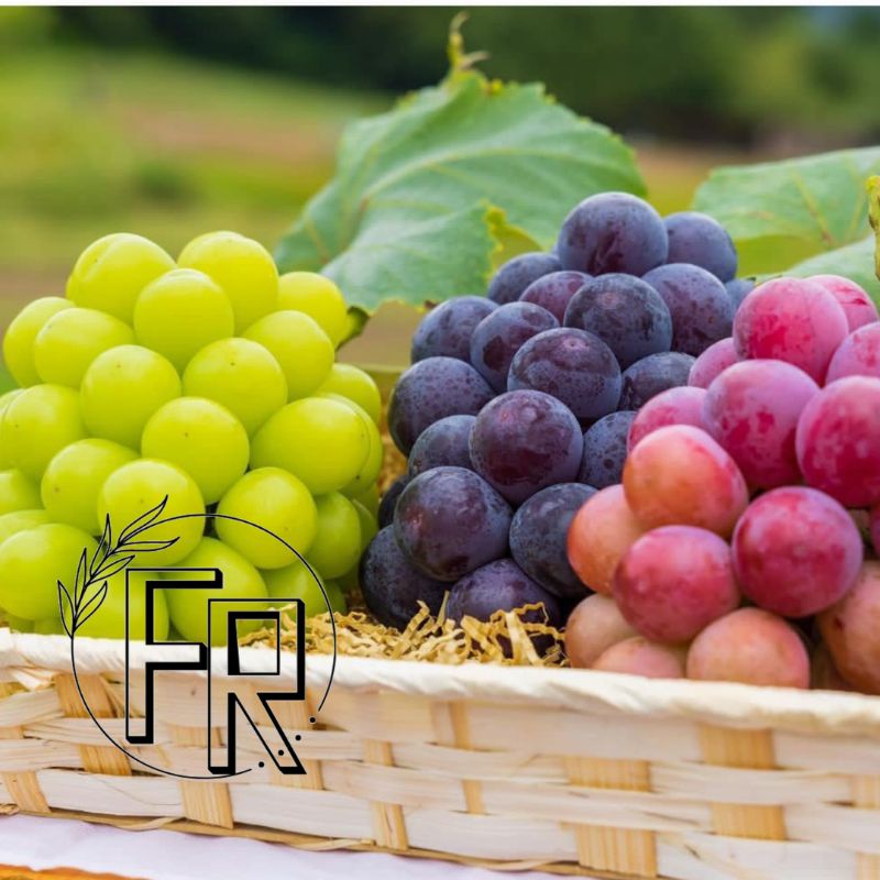 Jual PAKET 3 WARNA BIBIT TANAMAN BUAH ANGGUR // PAKET 3 BIBIT ANGGUR ... Jual PAKET 3 WARNA BIBIT TANAMAN BUAH ANGGUR // PAKET 3 BIBIT ANGGUR ...