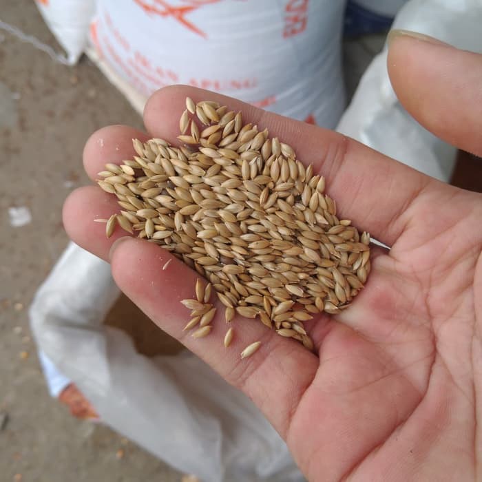 Jual Pusat benih bibit rumput brachiaria decumben 1kg | Shopee Indonesia