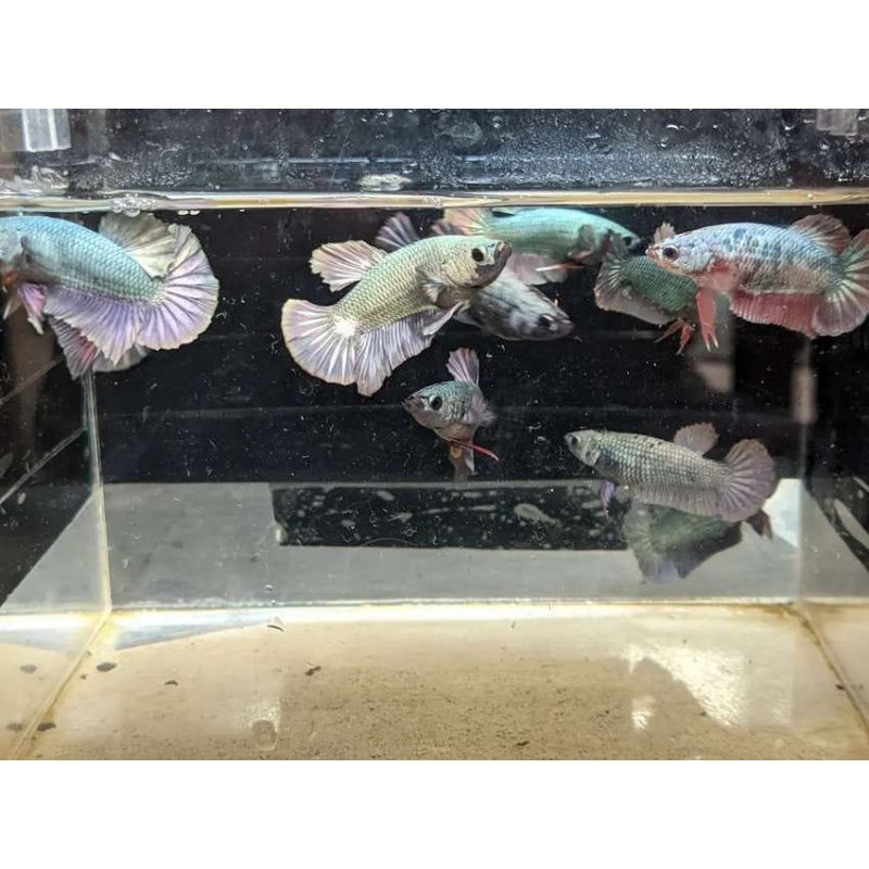 Jual Avatar cooper gold | Shopee Indonesia