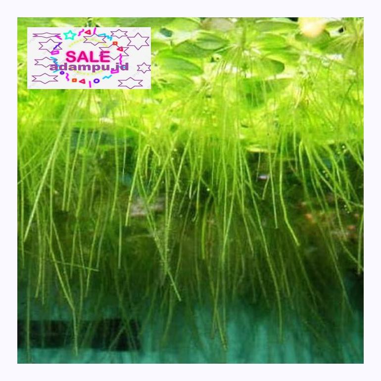 Jual S50Fad9 Amazon Frogbit Tanaman Aquascape Apung - Limnobium ...