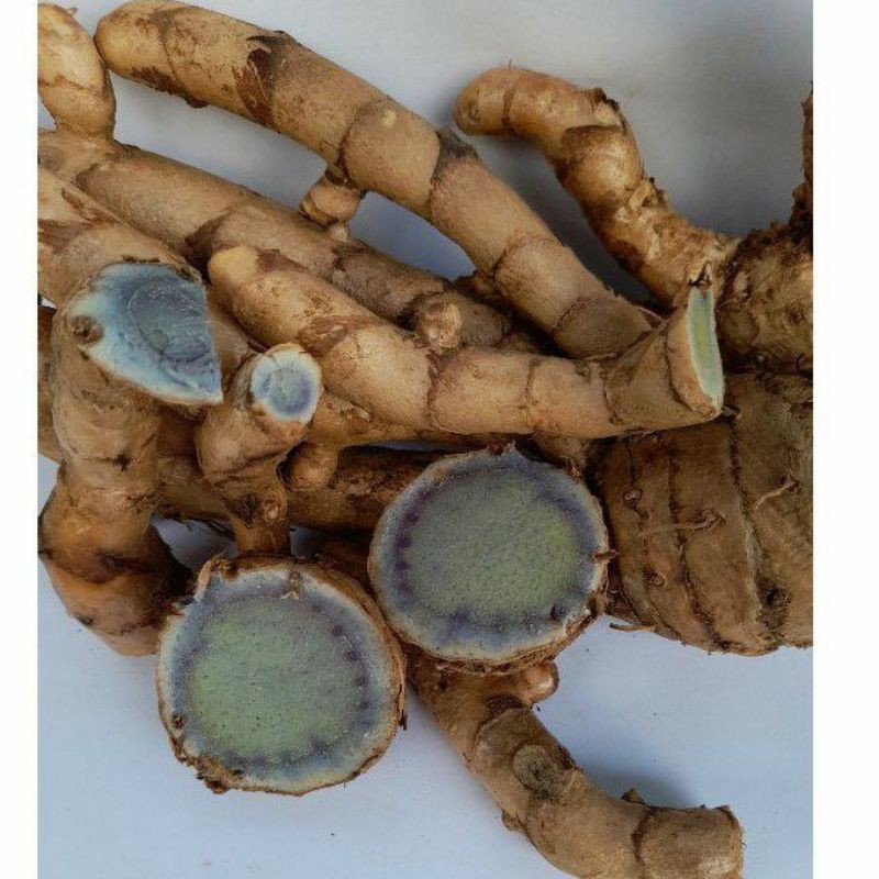 Jual temu ireng/temu hitam | Shopee Indonesia