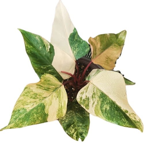 Jual Philodendron Red Emerald Varigata Philo Anakan Tanaman Pilodendron ...