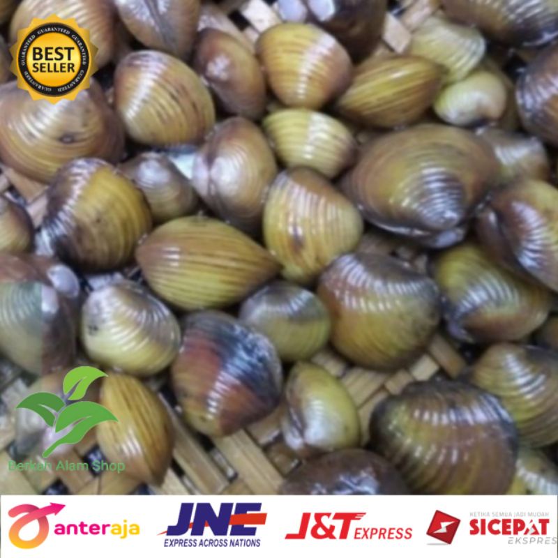Jual Remis Haremis kerang cece Kerang air tawar 100 gram | Shopee Indonesia
