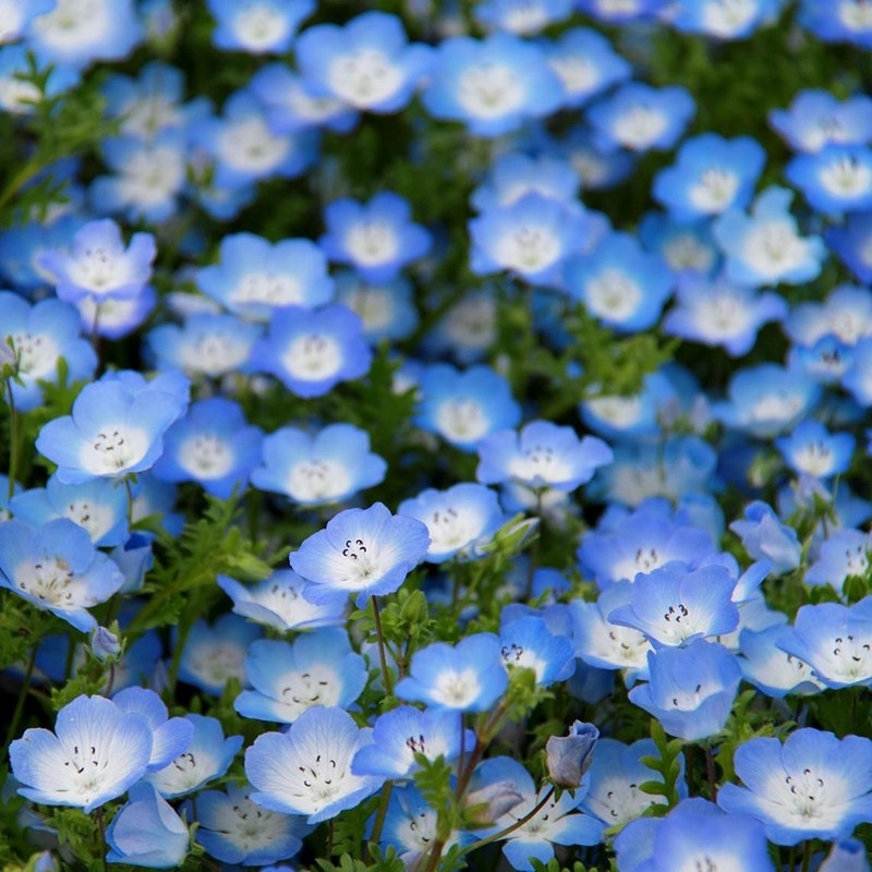 Jual Bibit Benih Bunga Baby Blues Nemophila (2 Butir) | Shopee Indonesia