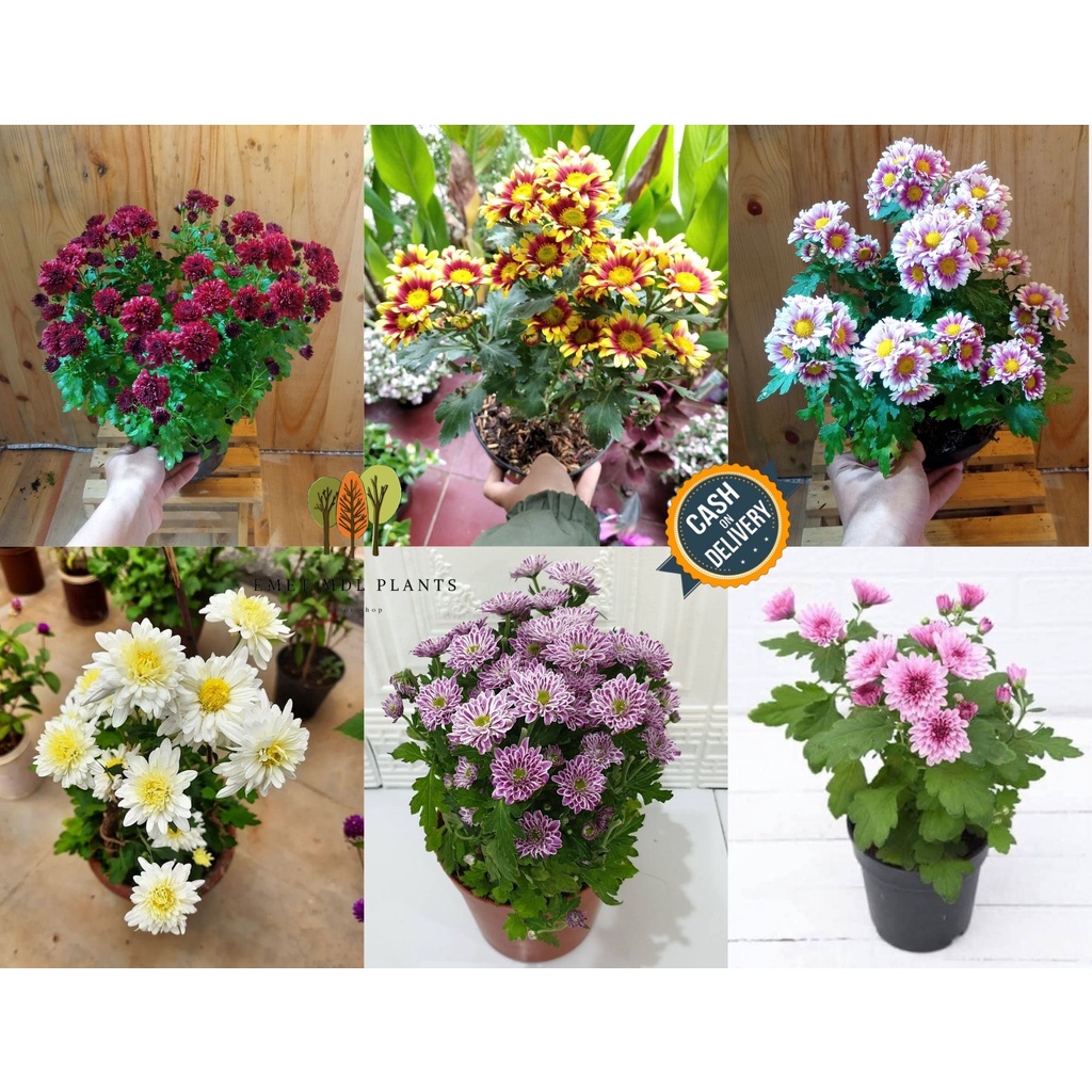 Jual PAKET 5 Tanaman Hias Bunga Krisan Aster Bunga Seruni Bunga Aster Tanaman Hias Hidup COD ...