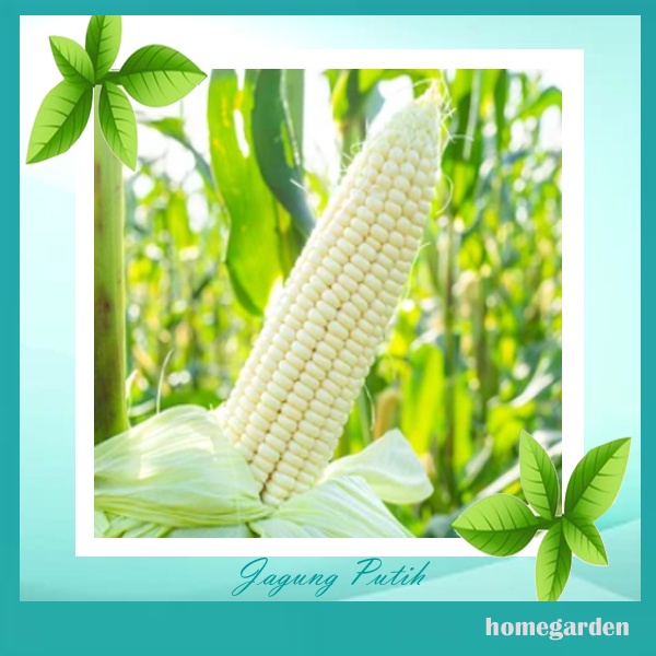 Jual Bibit Jagung Ketan Putih Bibit Jagung Hybrida Benih Jagung Langka ...