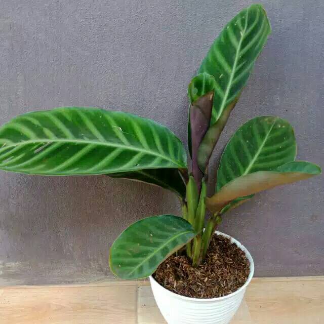 Jual Tanaman Calathea Zebrina / Tanaman maranta Samarenda | Shopee ...