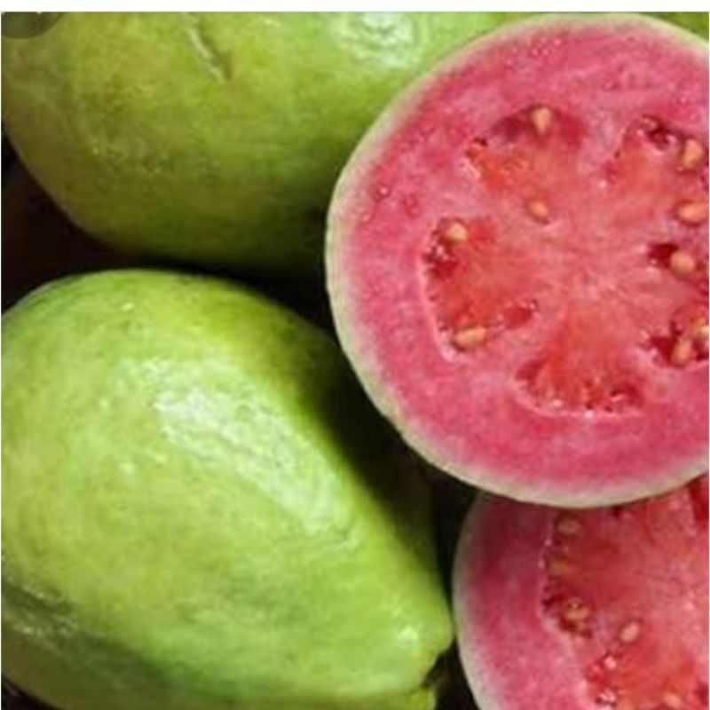Jual JAMBU MERAH BIJI DIJUAL PERKILO | Shopee Indonesia
