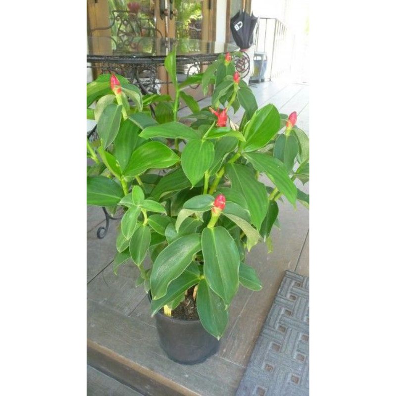 Jual Tanaman hias pacing pentul atau Costus spicatus | Shopee Indonesia