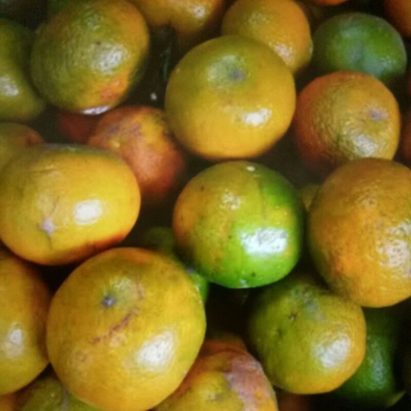 Jual Jeruk Suliki (1 kg = 5 jeruk) | Shopee Indonesia