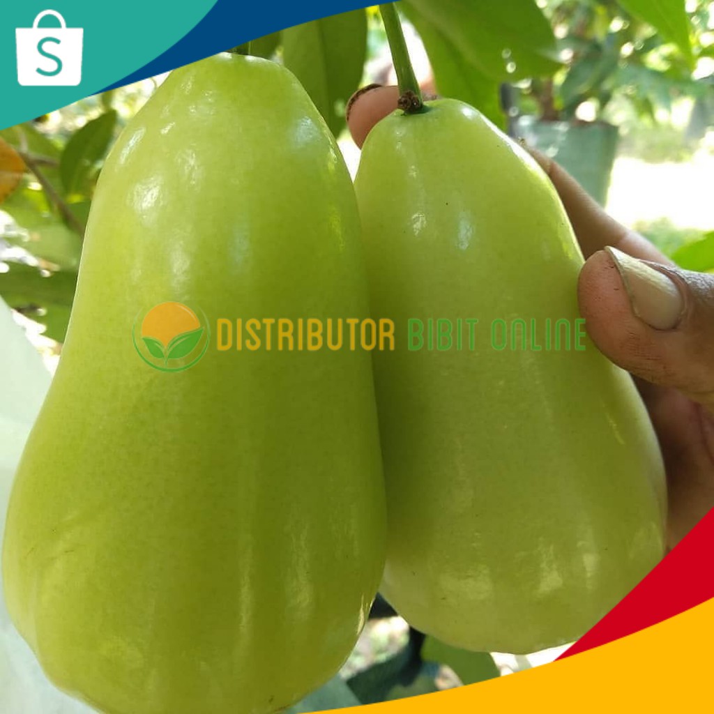 Jual Bibit Jambu Air Taiwan Super Green (TSG) Okulasi Cepat Berbuah ...