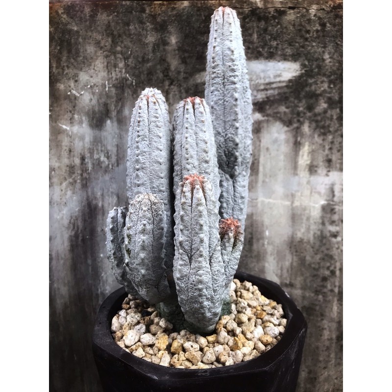 Jual Kaktus Euphorbia Abdelkuri Cactus | Shopee Indonesia