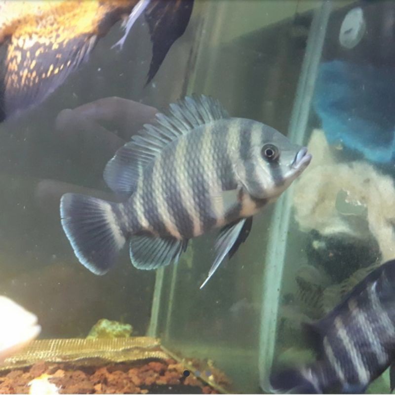 Jual ikan zebra tilapia | Shopee Indonesia