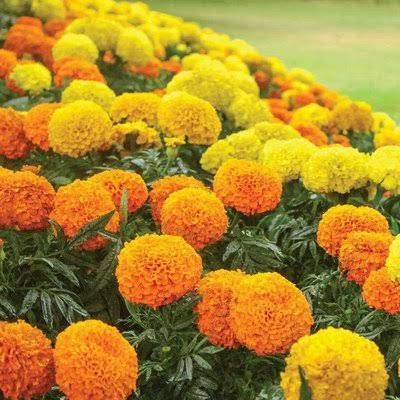 Jual Bibit Benih Bunga Gumitir-Mitir-Gemitir Marigold African ...
