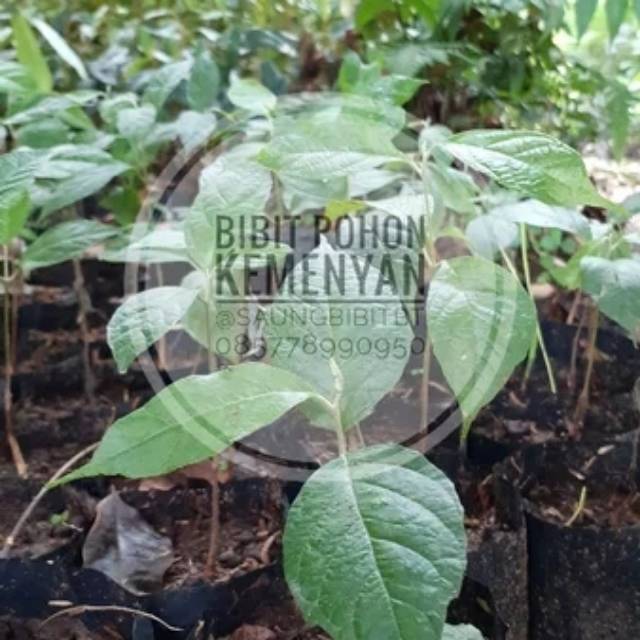 Jual BIBIT POHON KEMENYAN - TANAMAN MENYAN - TANAMAN HERBAL MENYAN ...