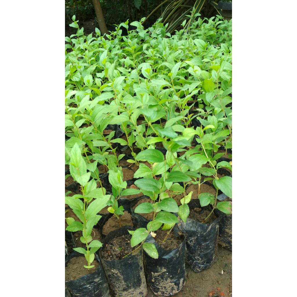 Jual Bibit Tanaman Bidara Arab Asli Super | Shopee Indonesia