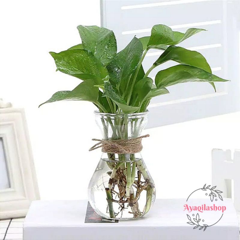 Jual VAS BUNGA KACA BENING TALI RAMI / BUNGA KERING / HIDROPONIK ...