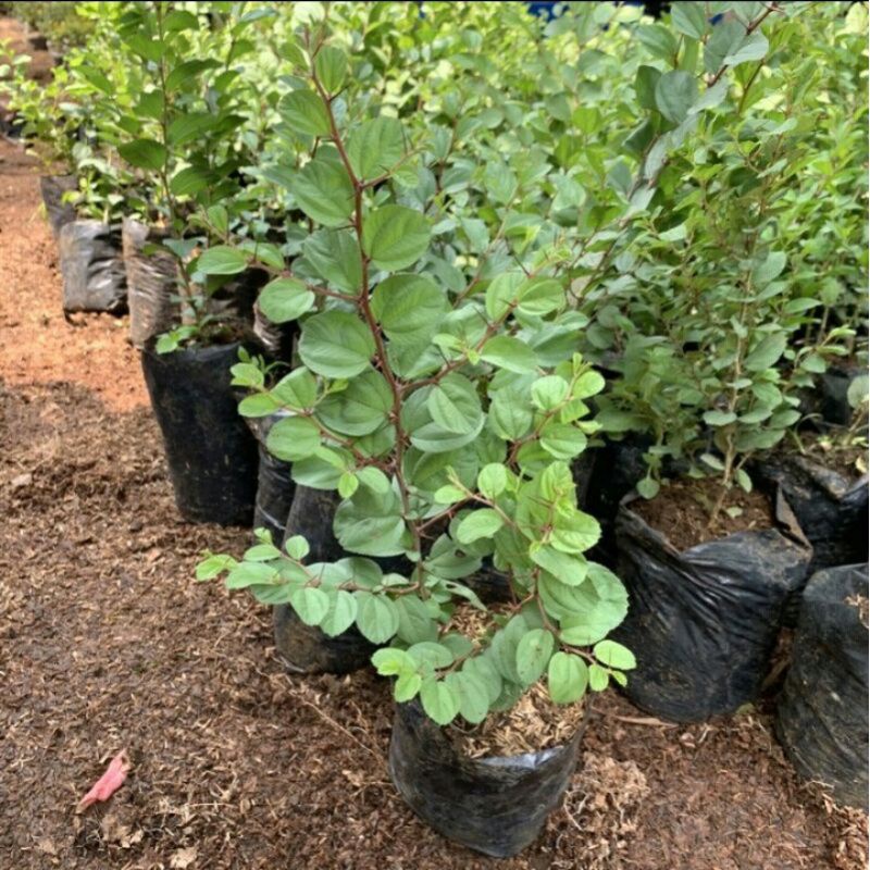 Jual pohon bidara arab - Tanaman bidara arab tingi 40-50 | Shopee Indonesia