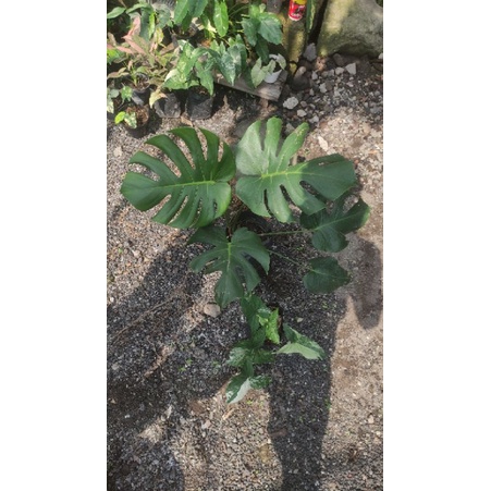 Jual monstera King | Shopee Indonesia