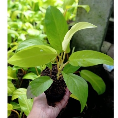 Jual Tanaman Hias Philo Golden Sunrise Philo Lemon Pilo Kuning Tanaman ...