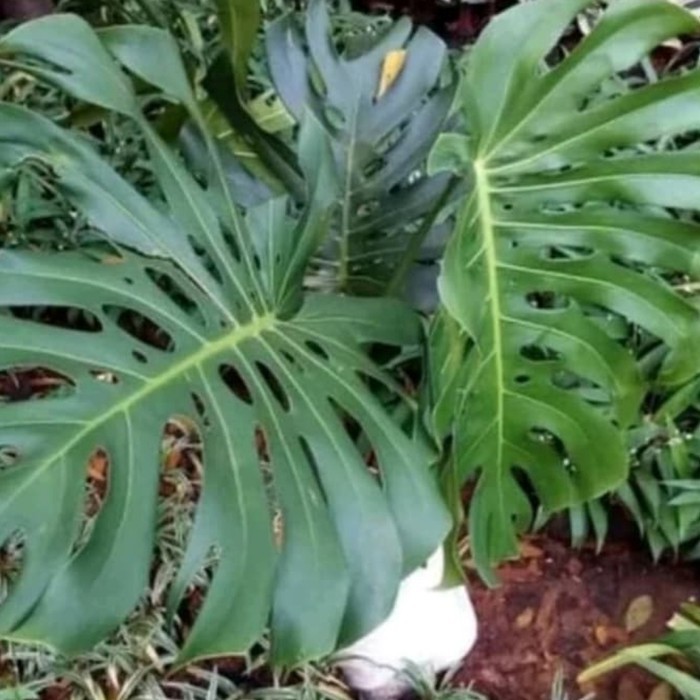Jual Monstera king - Monstera giant | Shopee Indonesia