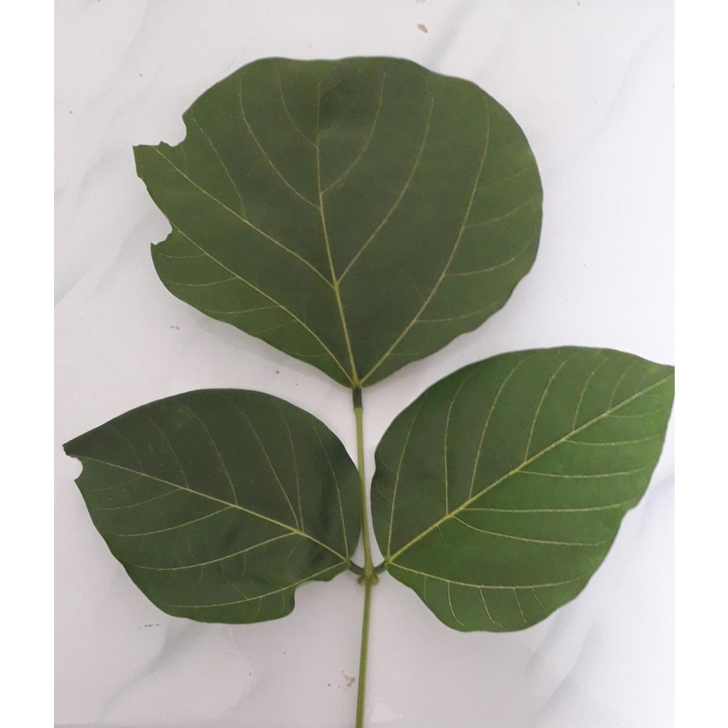 Jual godong tawa segar - daun dadap obat tradisional kuno langsung ...