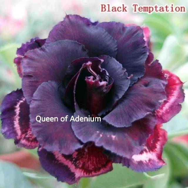 Jual Tanaman Hias Adenium Kamboja Jepang Queen Of Adenium | Shopee ...