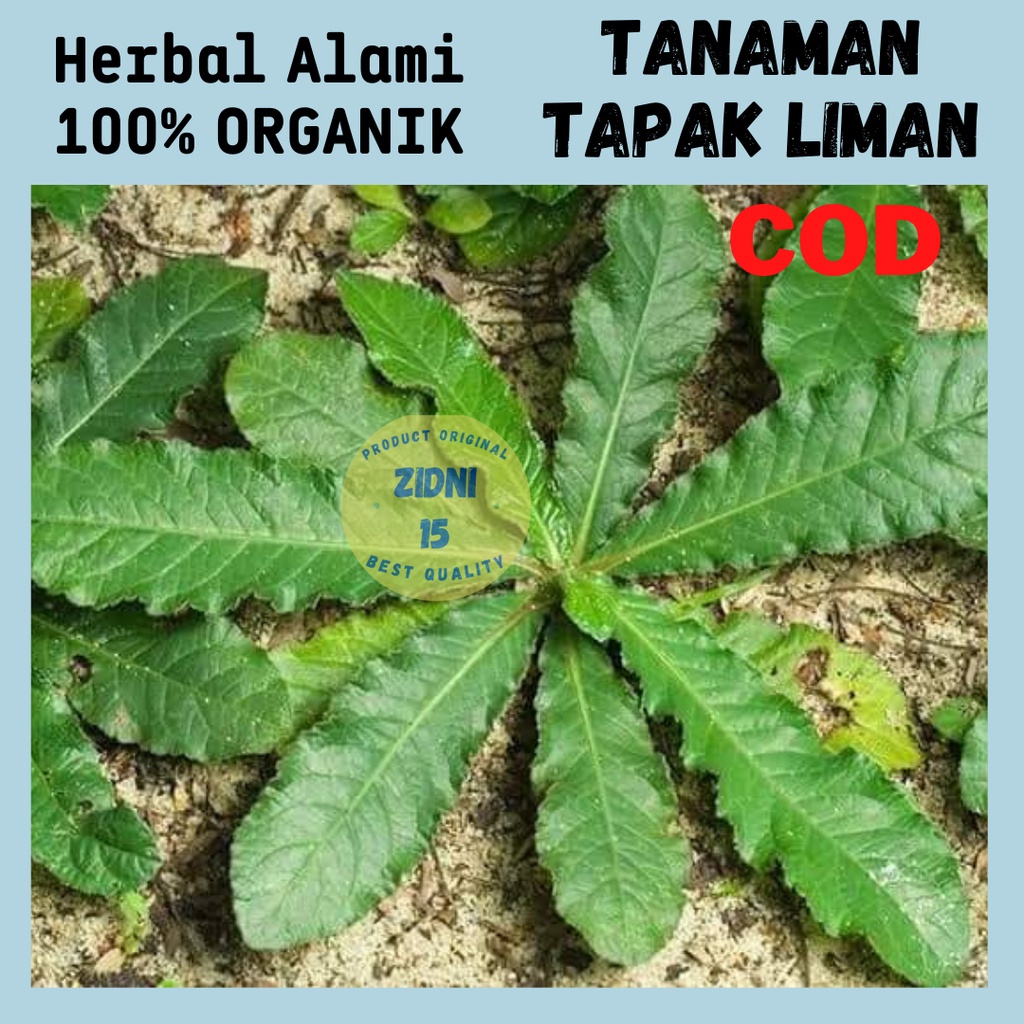 Jual Daun Tapak Liman Segar 200gram TANAMAN TAPAK LIMAN SEGAR | Shopee ...