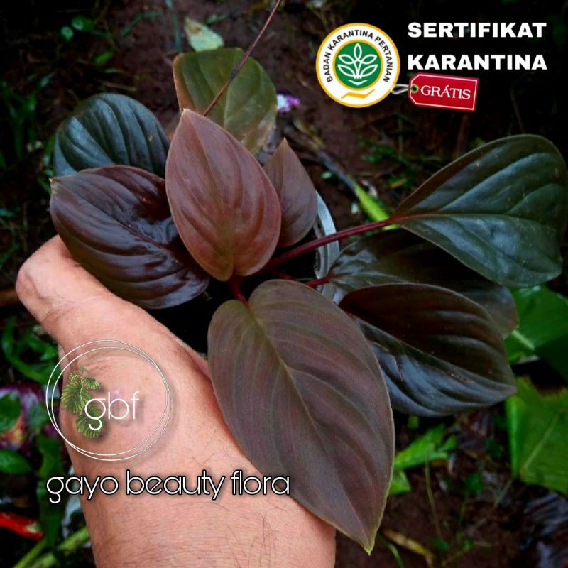 Jual RARE - Tanaman Hias Homalomena Red Humilis / Homalomena Red Velvet ...