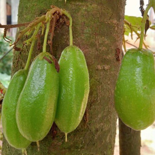 Jual Buah Asam Belimbing besi 400 gr - buah Asam Wuluh - buah asem ...