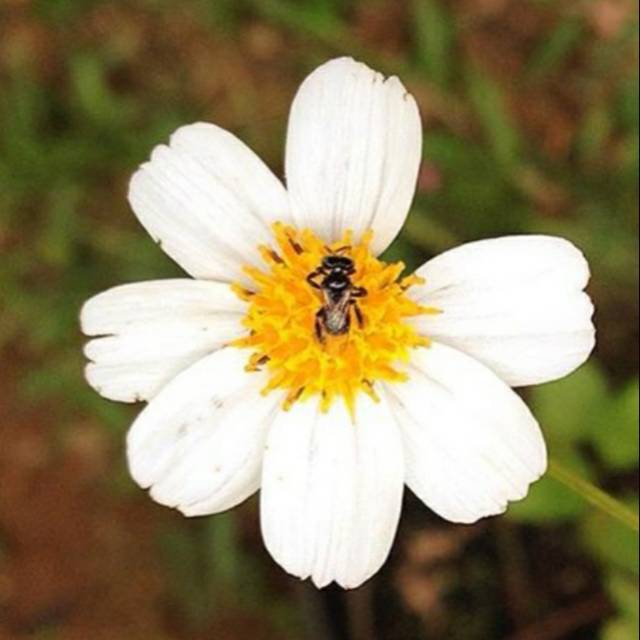 Jual Benih Biji Bibit Bunga Bidens Pilosa, Vegetasi Pakan Lebah Trigona ...