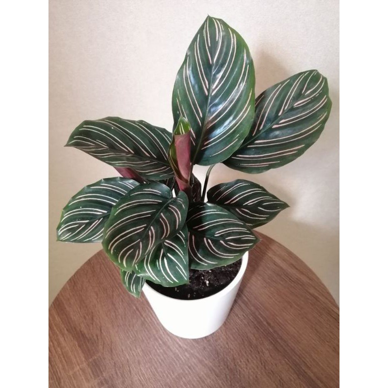 Jual Calathea batik ornata- tanaman hias calathea batik - kalatea ...
