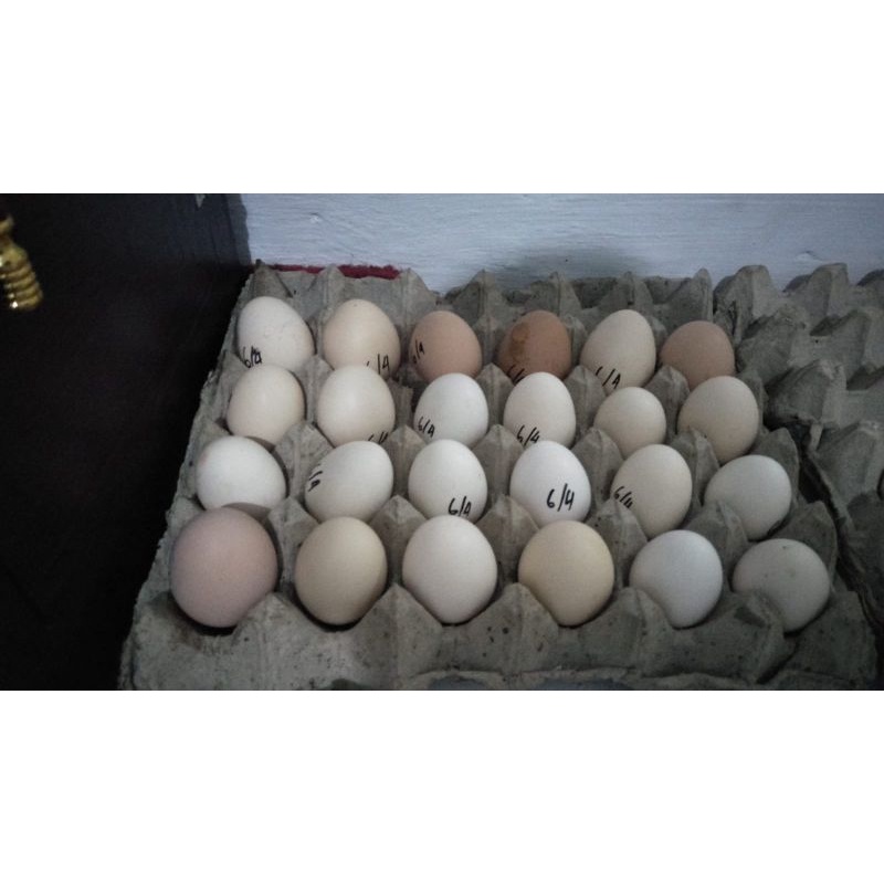 Jual telur ayam fertil | Shopee Indonesia