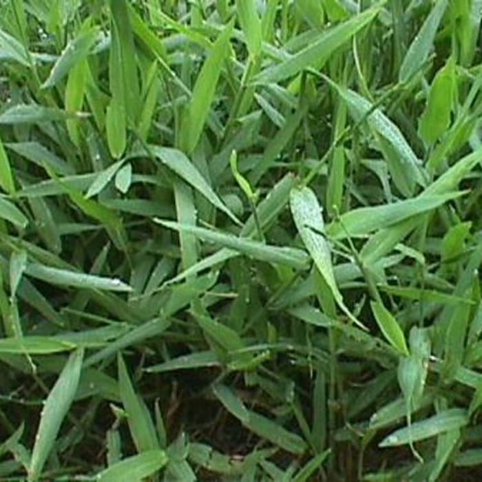 Jual Benih biji Rumput pakan Ternak dan Penghijauan 500 Gram Benih ...