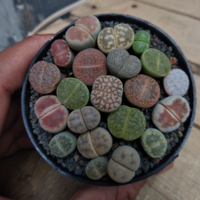 Jual Lithops 1 pot full ( realpict ) | Shopee Indonesia