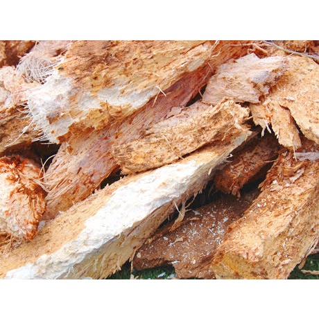 Jual Sago Starch Sago Palm Rumbia Sago Metroxylon Sago | Shopee Indonesia