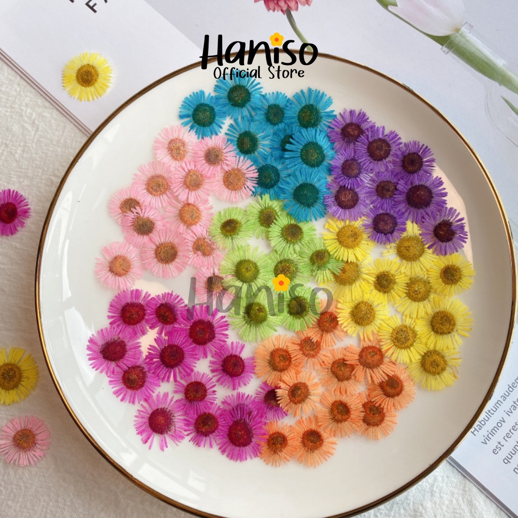 Jual Bunga Kering English Daisy Pressed Flower Asli | Shopee Indonesia